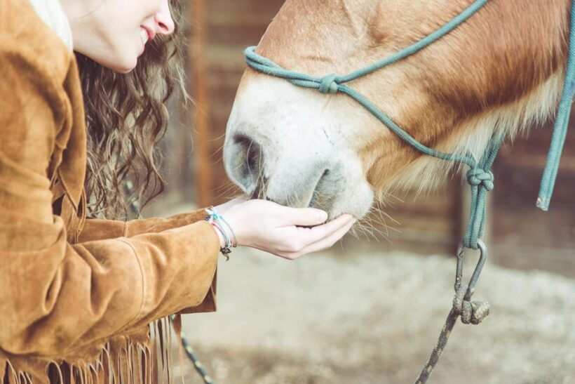 Torremolinos: Guided tour to stables of El Ranchito - FAQ