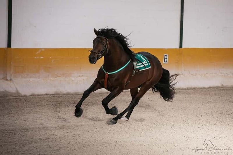 Torremolinos: Spanish horse show and flamenco with dinner option - Key Points