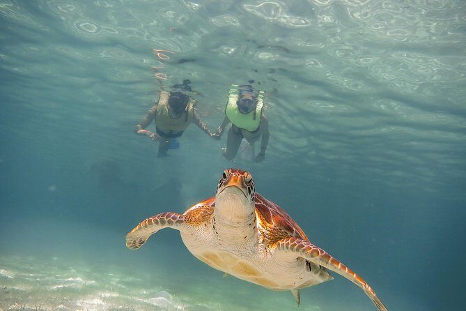 Tortugas & Cenotes Snorkel With Turtles Tour - A Deep Dive into the Experience