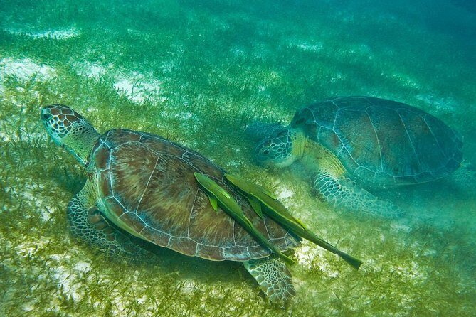 Tortugas & Cenotes Snorkel With Turtles Tour - FAQ