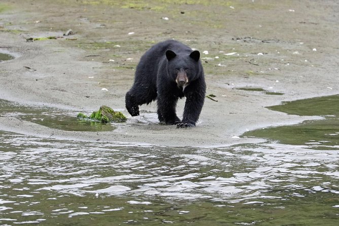 Totems, City & Wildlife by Cable Car Trolley - FAQ