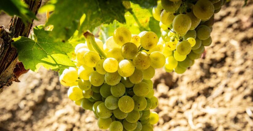 Tour and Premium wine tasting at Duca di Salaparuta - Introduction