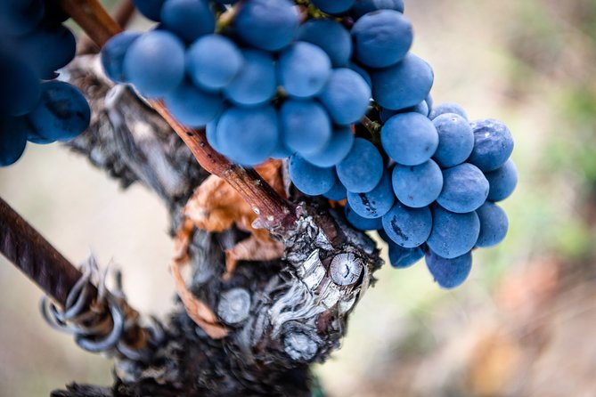 Tour and Tasting at an Organic Winery in the Heart of Chianti Classico Area - Tasting the Organic Wines of Montemaggio