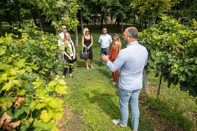 Tour and Tasting of Organic Wines in Lazise - Positive Traveler Reviews