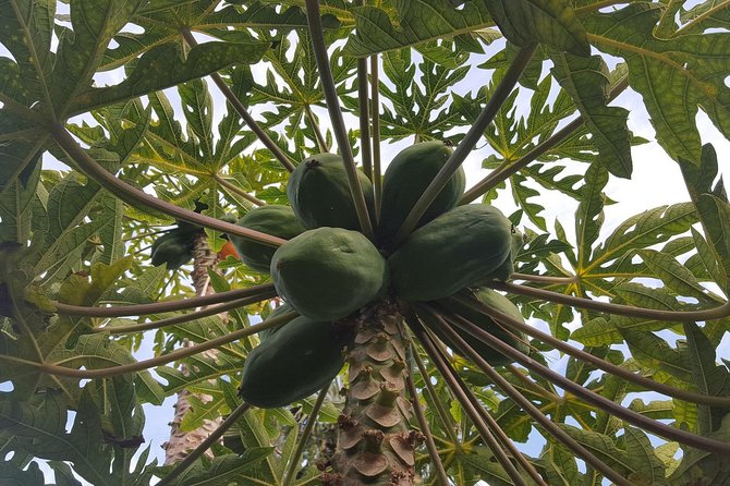 Tour Around the Island - Private VIP Tour in Tenerife - Who Should Consider This Tour?