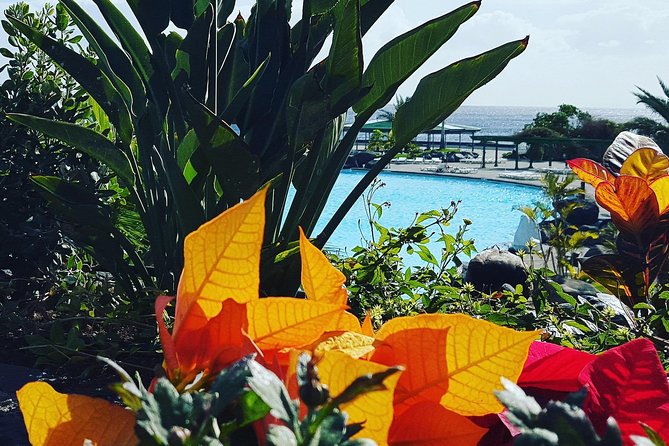 Tour Around the Island - Private VIP Tour in Tenerife - The Sum Up