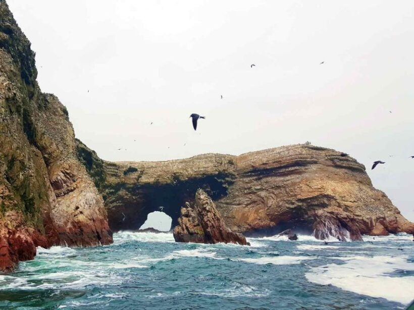 Tour: Ballestas Islands and the Paracas National Reserve - What’s Included and What to Know