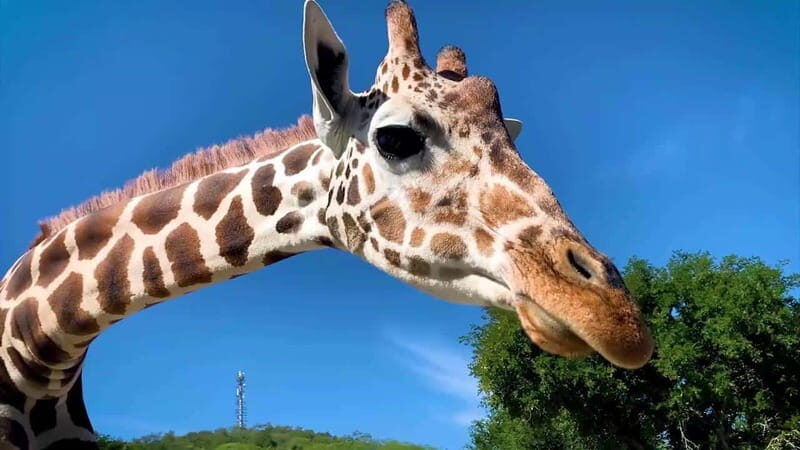 Tour "Bioparque" + Traslados + Tickets incluidos - Logistics and Comfort