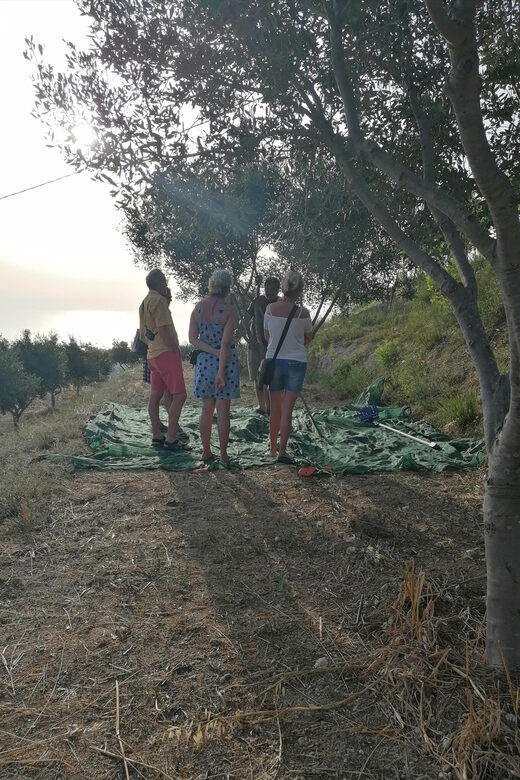 Tour "dalla terra all'olio" con degustazione al tramonto - FAQ
