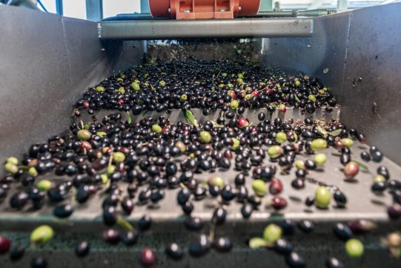 Tour del Frantoio Perniola con Degustazione di Olio EVO - FAQ