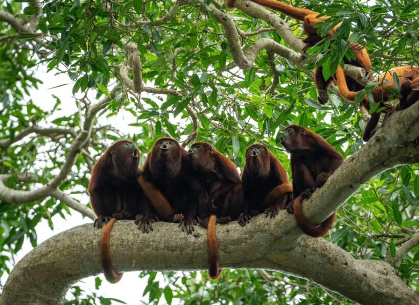 Tour en Kayak +Isla de los Monos full day - Exploring the Itinerary: What Travelers Can Expect