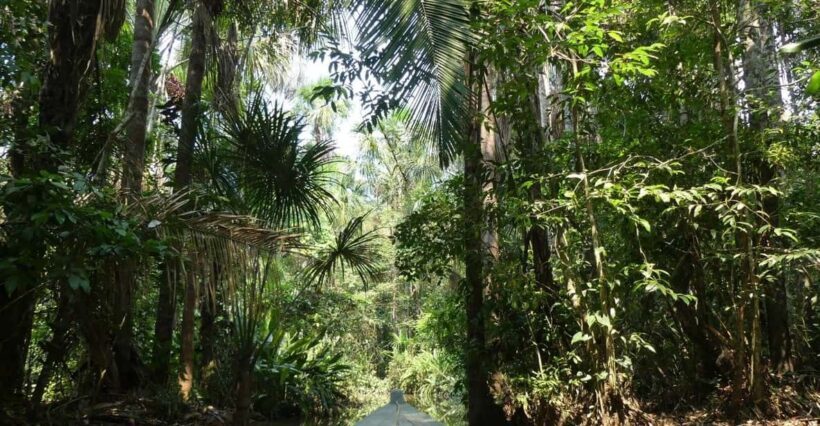 Tour en Kayak +Isla de los Monos full day - Detailed Breakdown: The Heart of the Adventure