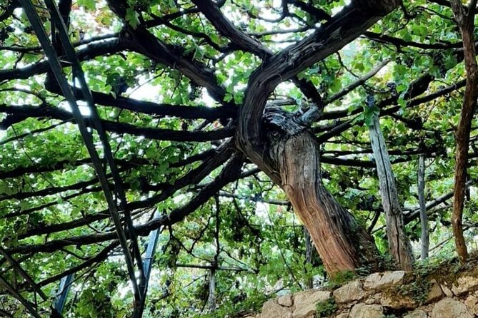 Tour from Napoli to pompei/ercolano: Luxury Tour, Secret Vineyard - The Sum Up: Who Will Love This Experience?