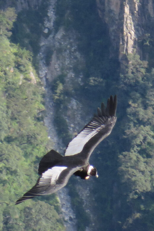 Tour Fullday Colca Canyon with Breakfast and Typical Lunch - FAQs