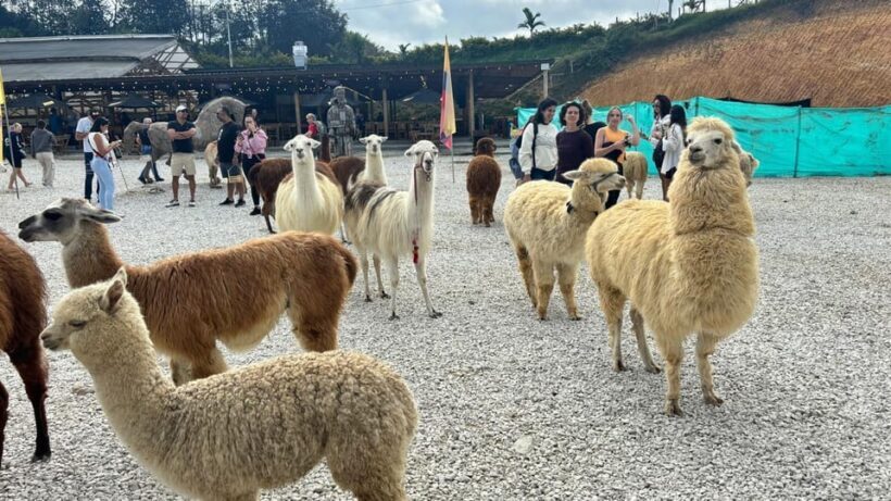 Tour Guatapé con visita a Granja de las Llamas y las Alpacas - Return and Drop-off