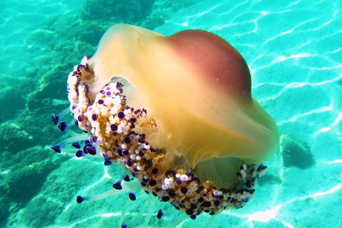 Tour in Rubber Dinghy and Snorkeling in the Protected Marine Area of Tavolara - Planning Your Tour