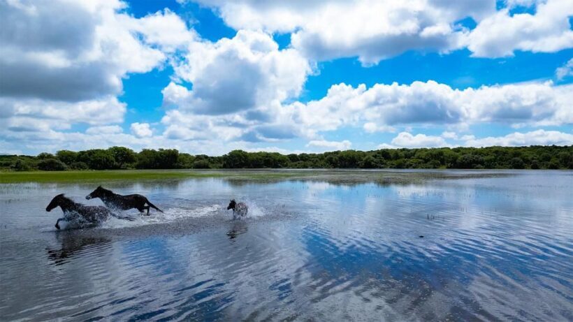 Tour Nature & Wildlife from Cagliari - The Magic of Giara and Its Wild Horses