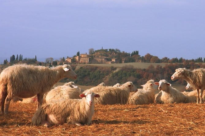 Tour of 900year old secret cellars + tasting of 3 wines and bread with EVO oil - The Sum Up