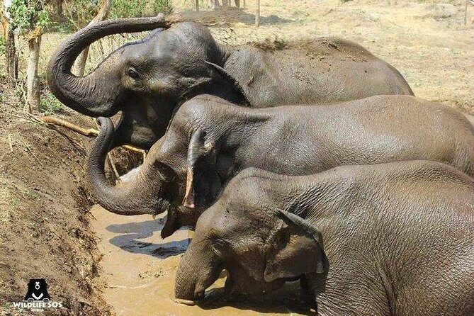 Tour of Elephant Conservation and Bear Rescue Center From Agra - An Insightful Day with India’s Conservation Heroes: Elephant and Bear Rescue Center from Agra