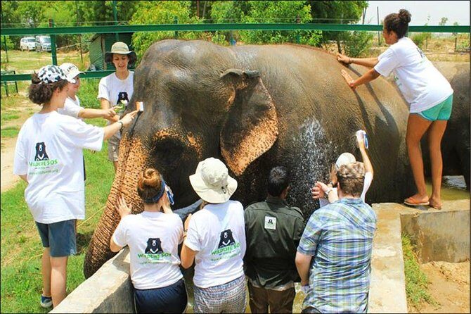 Tour of Elephant Conservation and Bear Rescue Center From Agra - Final Thoughts: Who Will Appreciate This Tour?