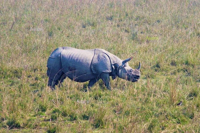 Tour of Pobitora Wildlife Sanctuary from Guwahati with Safari, Lunch and Guide - Key Points