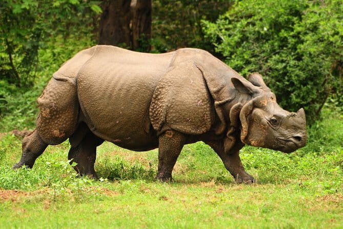 Tour of Pobitora Wildlife Sanctuary from Guwahati with Safari, Lunch and Guide - Lunch and Amenities