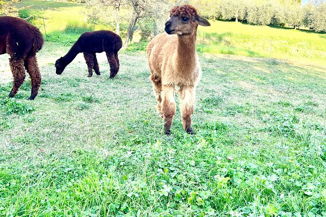 Tour of the Alpacas and the pigs of Cinta Senese in Montepulciano - Analyzing the Value
