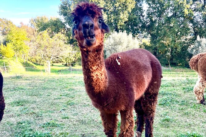 Tour of the Alpacas and the pigs of Cinta Senese in Montepulciano - Practical Tips for Travelers