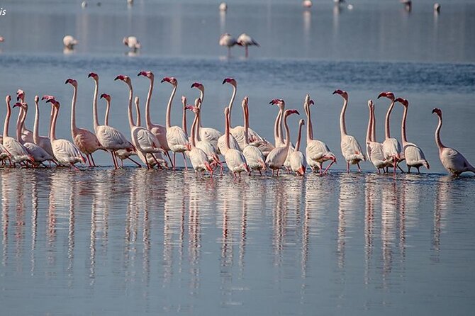 Tour of the Archaeological Area of Nora, entrance fees included - Starting Point and Logistics