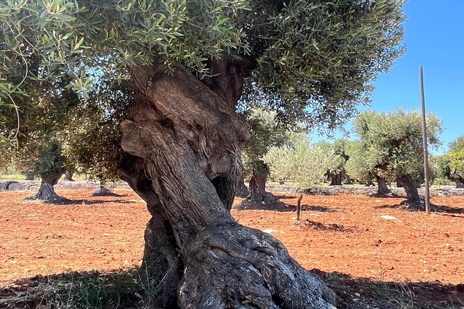 Tour of the oil mill with tasting - Who Would Love This Tour?