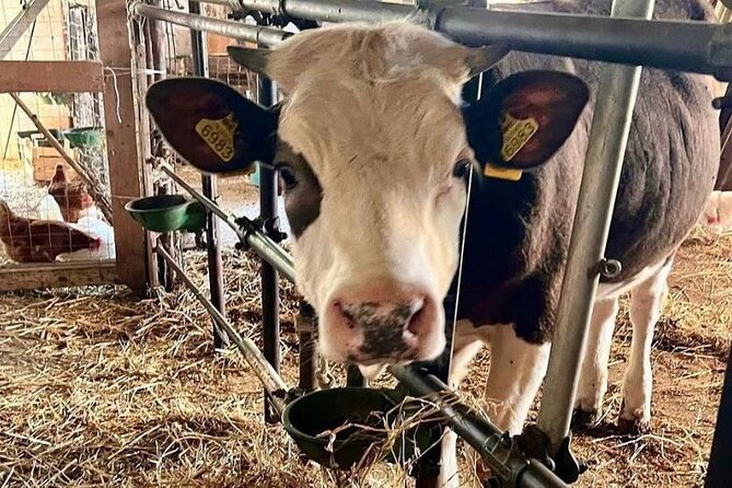 Tour of the Sorrento Hills With Cooking Lessons - Cooking Lessons