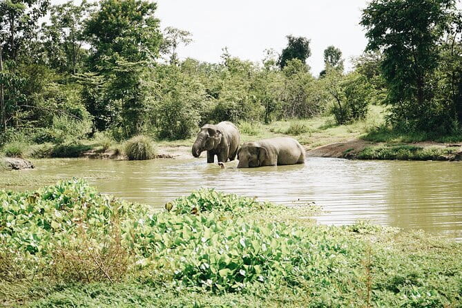 Tour of the Wildlife Rescue Center - FAQs