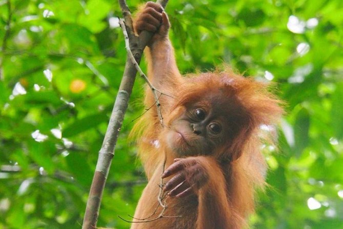 TOUR PACKAGE (jungle trekking, taxi, Room) 4 DAYS 3 NIGHTS in BUKIT LAWANG - Day 3: Jungle Trekking and Riverside Rafting