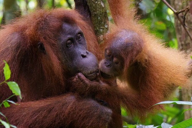 TOUR PACKAGE (Taxi, Room, Jungle Trekking) 3 Days in BUKIT LAWANG - FAQs