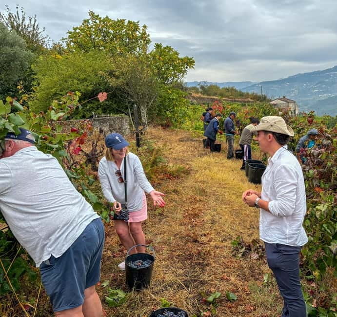 Tour Premium no Douro: Vinho, Cruzeiro e Comida Tradicional - Key Points