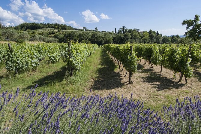 Tour Through the Vineyards and Wine and Olive Oil Tasting in Tuscany - Planning for Future Wine Adventures
