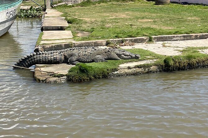 Tour to Black River and YS Falls - Key Points