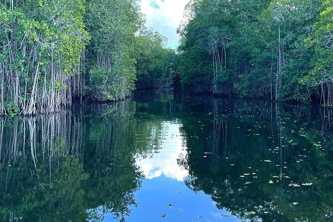 Tour to Black River and YS Falls - Pricing and Value