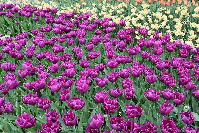 Tour to Giethoorn and Keukenhof Tulip Fields from Amsterdam - The Sum Up