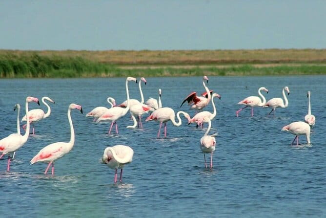 Tour to Korgalzhyn: Flamingo and Wild Fauna Nature Reserve - A Practical Look at the Korgalzhyn Flamingo and Wildlife Tour