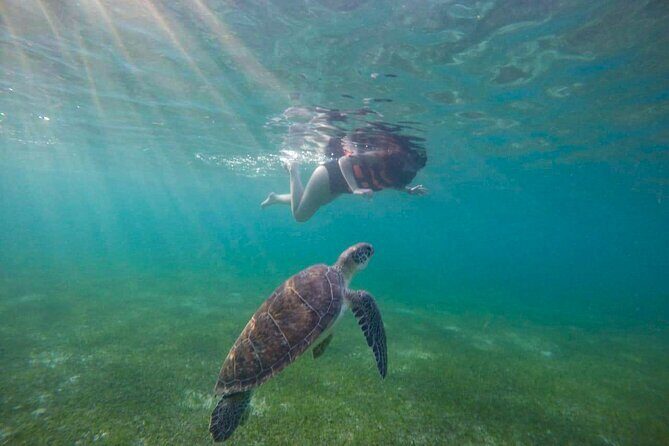 Tour to swim with turtles - FAQ