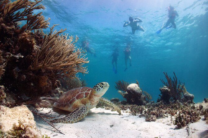 Tour to Tulum and cenote with swimming with turtles from Riviera Maya - FAQ