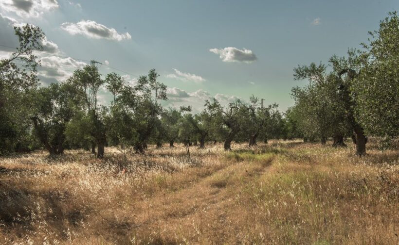 Tour tra i Templi dell'Olio e gli Olivi Patriarchi - FAQ