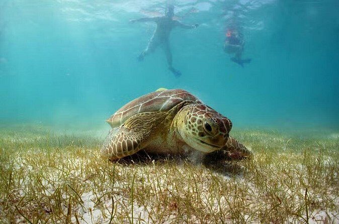 Tour Tulum, Cenote and Swim with Turtles in Akumal - Refreshing Cenote Swim