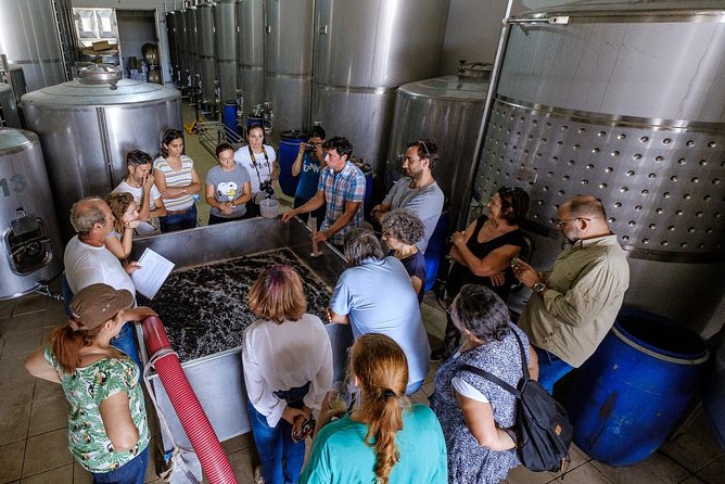 Tour & Wine tasting - Authentic Algarve Flavours by Quinta da Tôr - What to Expect from the Quinta da Tôr Wine Experience