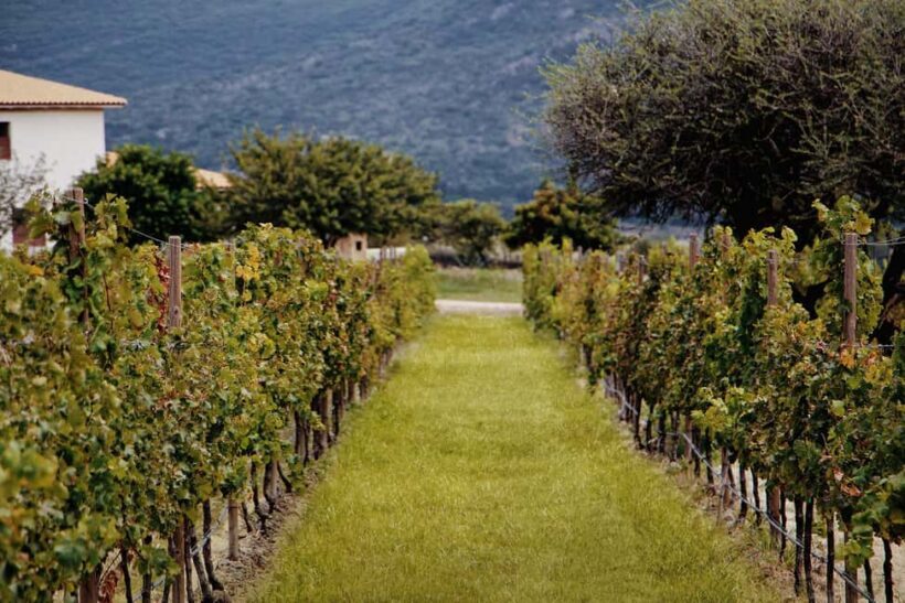 Tour & Wine Tasting Viñedo San Miguel / San Bartolo Experience - An Authentic Look into Guanajuato’s Wine Scene