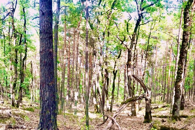 Tour With the Mountain Train, Trek to Mystic Forest and Castle - Key Points