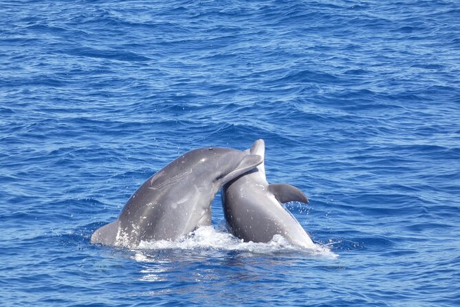 Tour With Whale and Dolphin Watching Plus Food Included - Whale and Dolphin Watching Experience