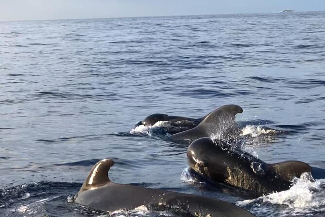 Tour With Whale and Dolphin Watching Plus Food Included - The Sum Up