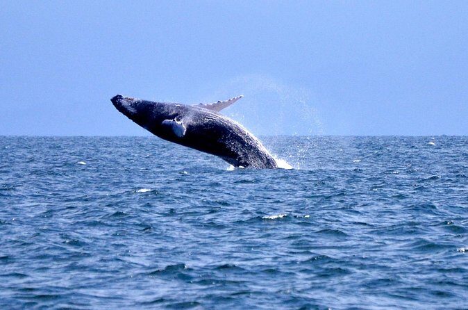 Tour with Whale Watching in Samaná, Beach and Waterfall - The Balance of Experience and Realities